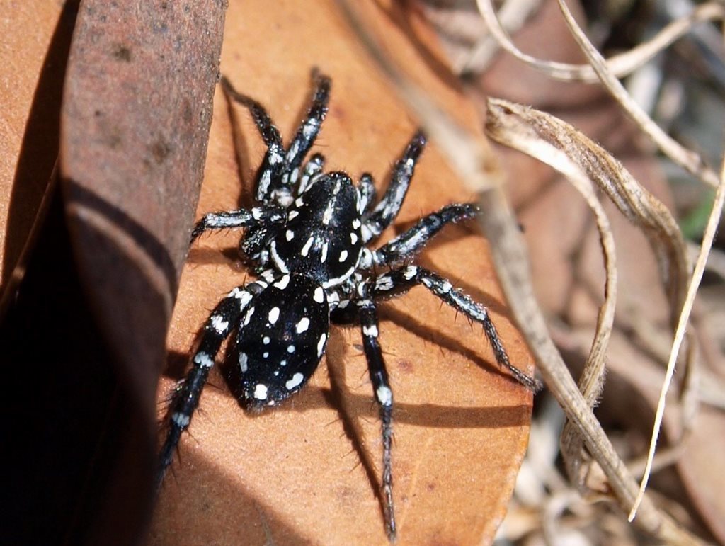White-spotted Swift Spider from Blores Hill Mountain Bike Park, Tinamba ...