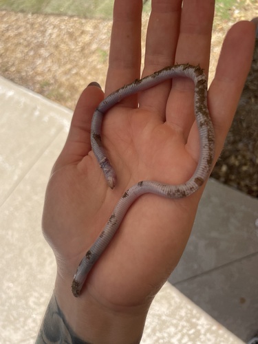 Florida Worm Lizard (Rhineura floridana) - Snakes and Lizards