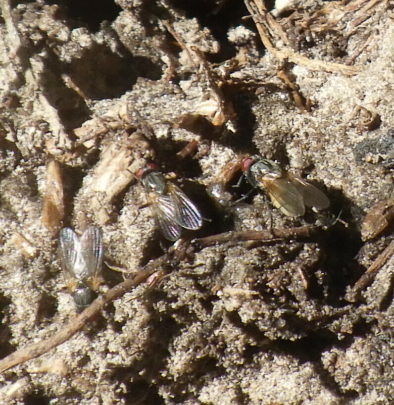 Hydrotaea dentipes from Новгородский р-н, Новгородская обл., Россия on ...