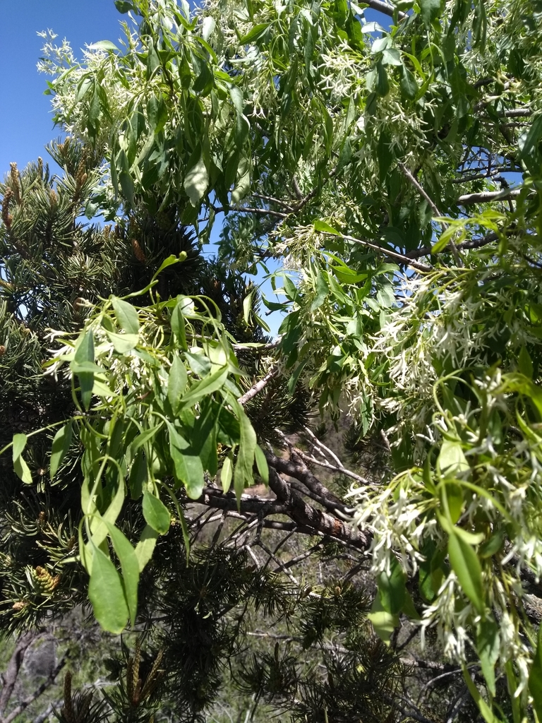 Fragrant Ash from Alamogordo, NM 88310, USA on May 18, 2019 at 12:12 PM ...