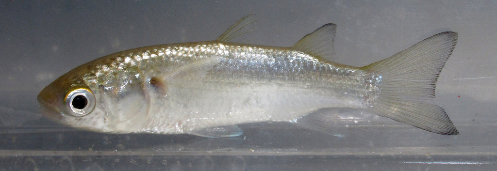 Kanda (Osteomugil engeli) - Marine Life Identification