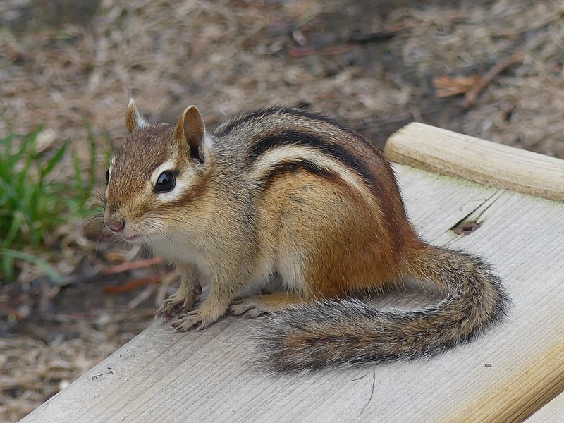 (Tamias) - Know Your Mammals
