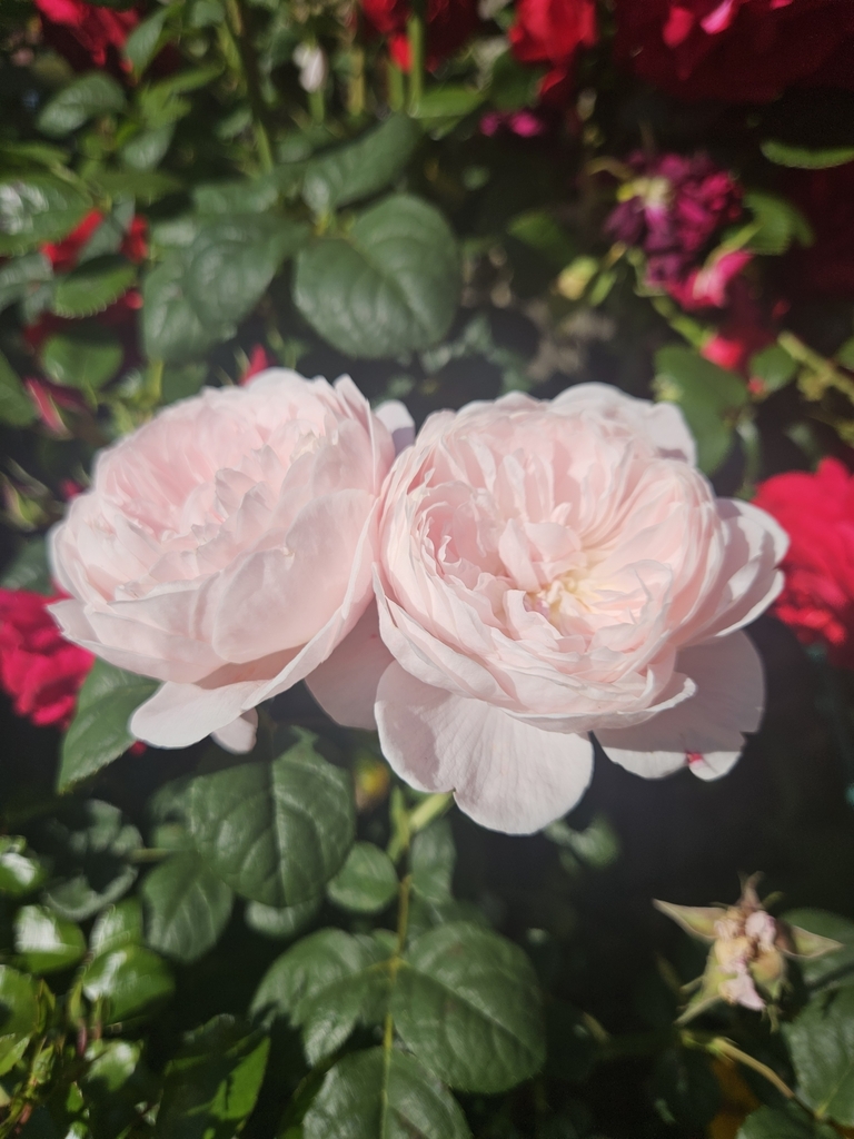 roses by rocky5seesee28 · iNaturalist