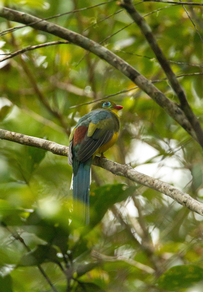 Sumatran Trogon from Central Aceh, Aceh, Indonesia on May 21, 2019 at ...