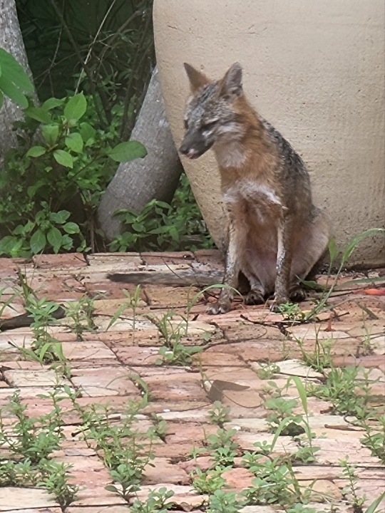 Gray Fox from Davie, FL, USA on June 15, 2024 at 04:24 PM by beeladykim ...
