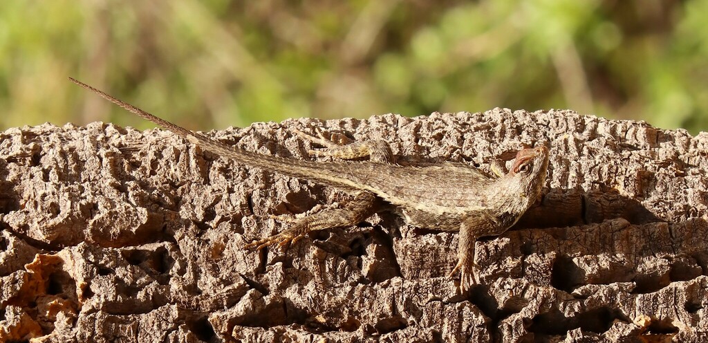 White-bellied Rough Lizard from Bosque Los Colomos, C. El Chaco 3200 ...