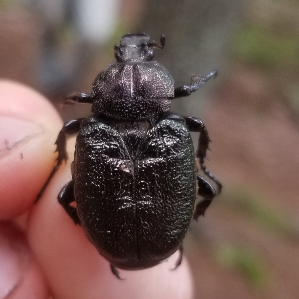 Rough Hermit Beetle from Acadia National Park on September 10, 2023 at ...