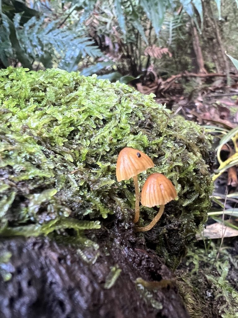 Moss Bell from Ryrie Ward, Healesville, VIC, AU on June 22, 2024 at 01: ...