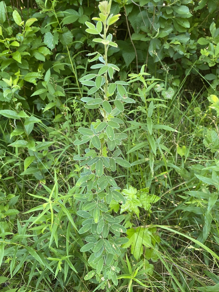 tall bush-clover from Mascot, VA, US on June 22, 2024 at 08:57 AM by ...