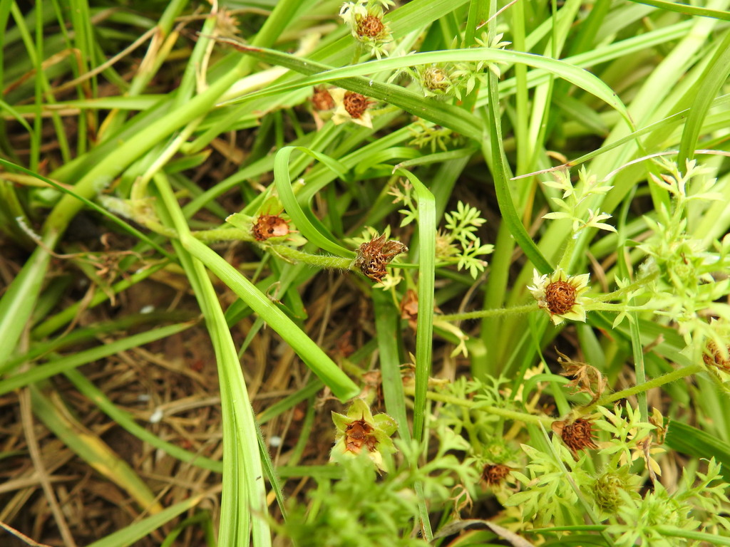 common soliva from Bastrop County, TX, USA on May 23, 2019 at 08:31 AM ...