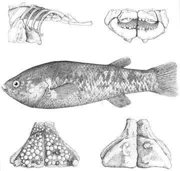 Empetrichthys merriami · iNaturalist Ecuador