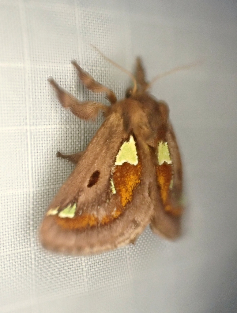 Spiny Oak-slug Moth from Highland County, VA, USA on June 21, 2024 at ...