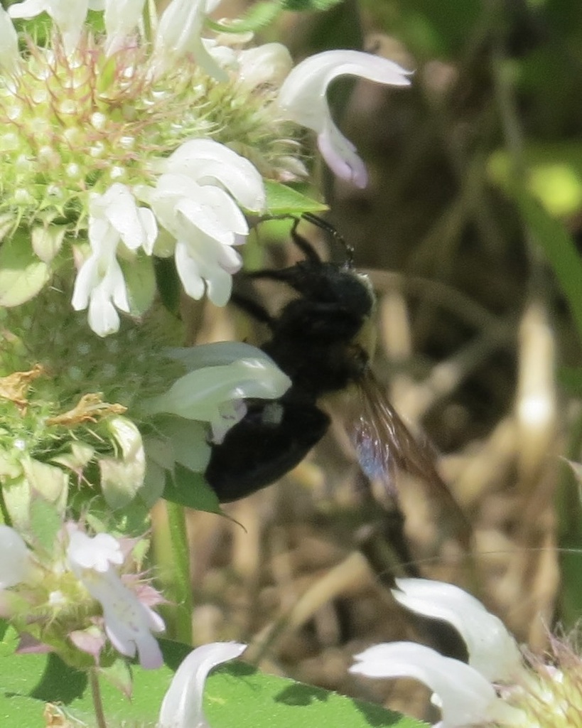 Southern Carpenter Bee from Houston Botanic Garden, 1 Botanic Lane ...