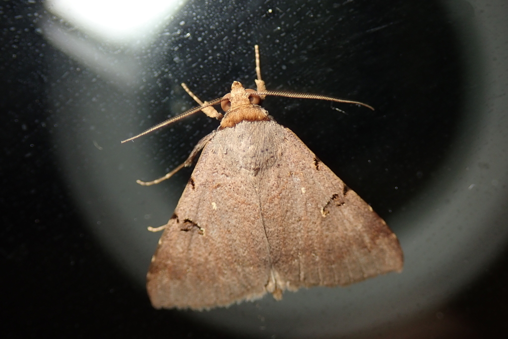 Plecoptera reflexa from 台灣高雄市 on May 23, 2019 at 02:57 PM by Liu ...