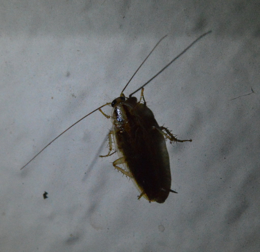 German Cockroach from Briarforest, Houston, TX, USA 2 on May 19, 2019 ...