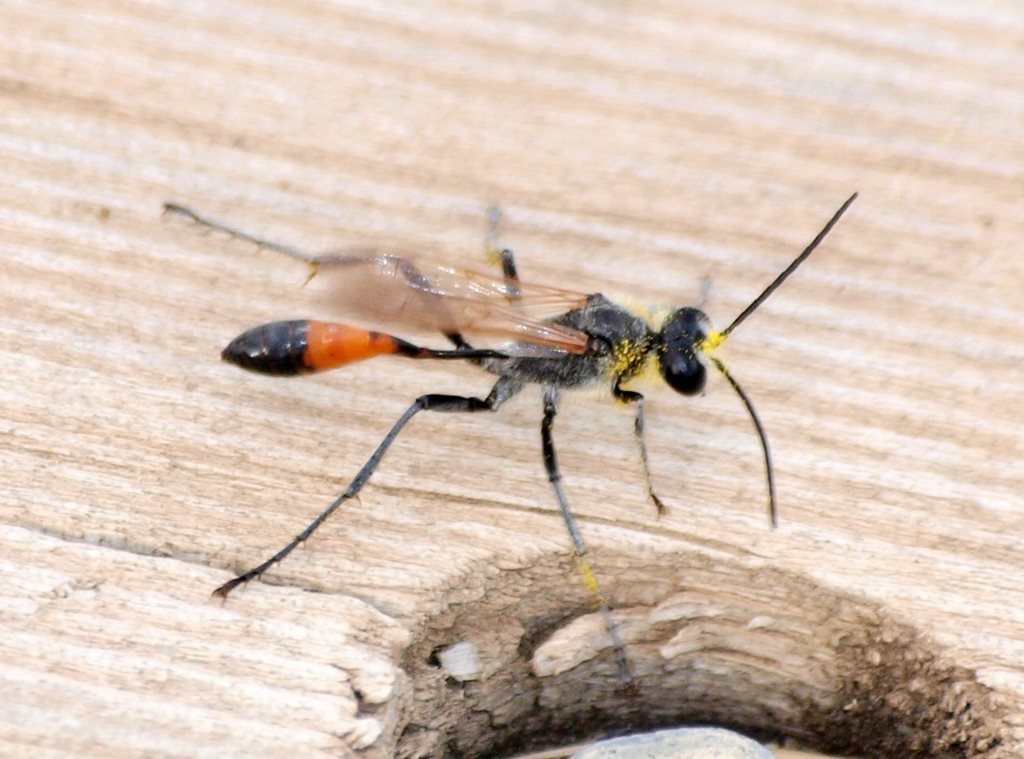 Tyde's Sand Wasp (Sphecidae wasps of SW Australia) · BioDiversity4All
