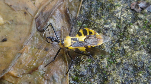 Sycanus croceus · iNaturalist