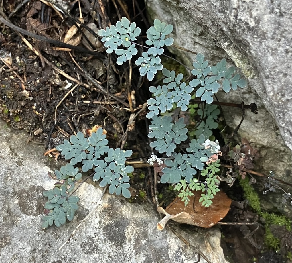 Southwestern False Cloak Fern from U.S. Army Fort Huachuca, Sierra ...