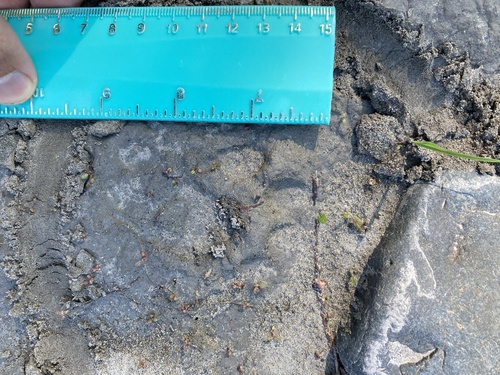 Mountain Lion Tracks – NatureTracking