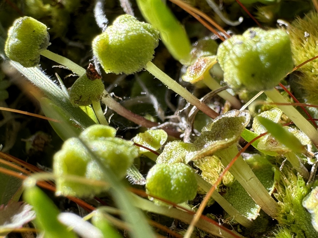 Narrow Mushroom-headed Liverwort from Inyo National Forest, Lee Vining ...