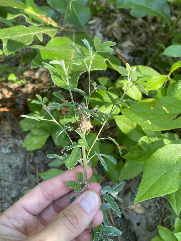 tall bush-clover from Mascot, VA, US on June 22, 2024 at 08:45 AM by ...