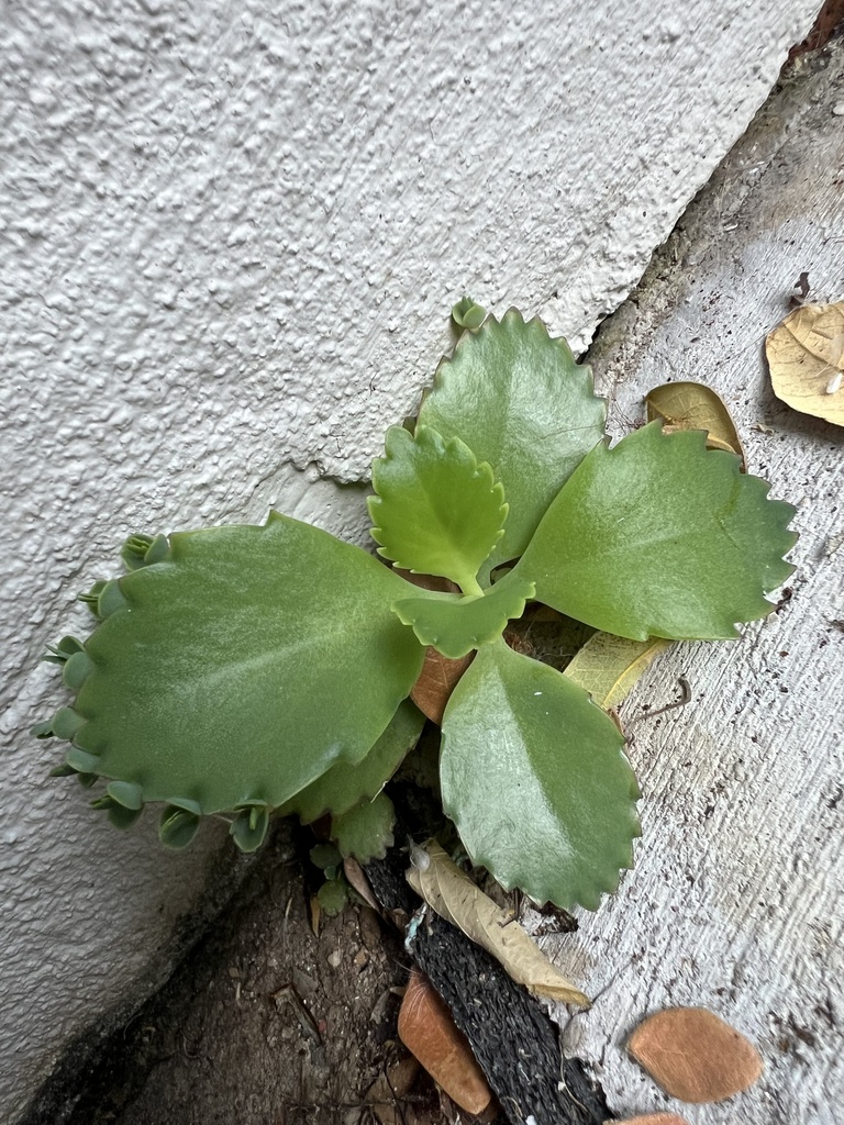 Mother of Thousands from Shute Harbour Rd, Airlie Beach, QLD, AU on ...