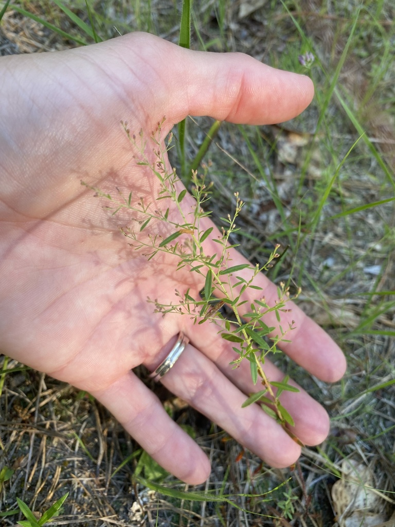 Pinweeds from Wares Church Rd, Mascot, VA, US on June 22, 2024 at 08:02 ...
