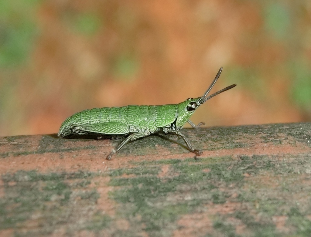 Tagasta gui from 555台灣南投縣魚池鄉 on June 21, 2024 at 11:49 AM by r88621108 ...