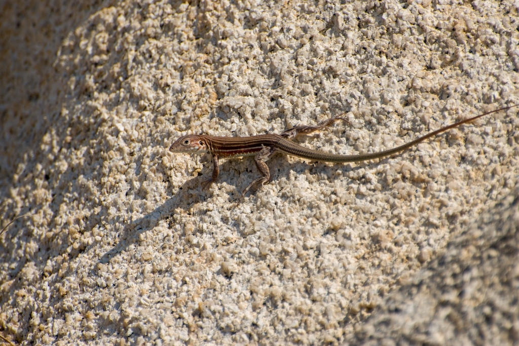 Blackbelly Racerunner from G4P3+M9, 41887 Casa de Piedra, Gro., México ...