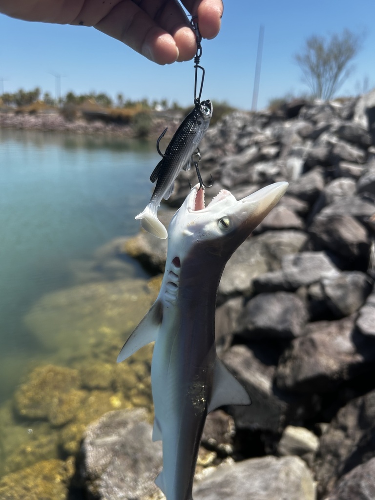 Atlantic Sharpnose Shark from La Paz, B.C.S., MX on June 22, 2024 at 01 ...