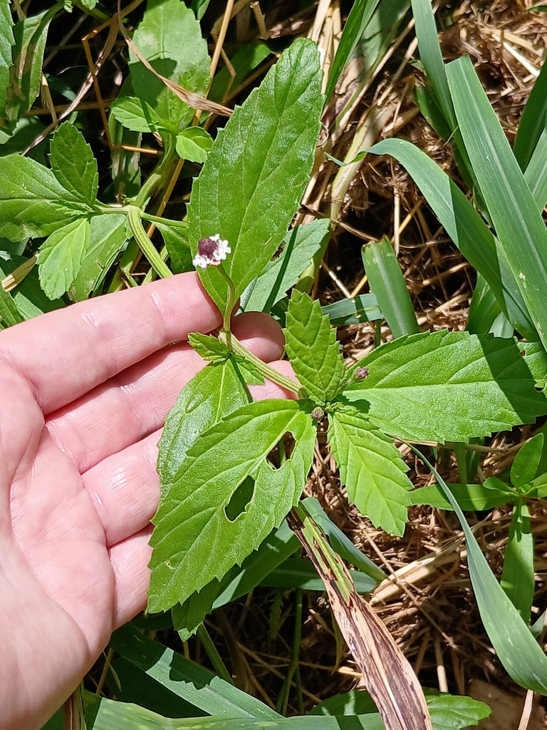 lanceleaf frogfruit from Norman, OK 73071, USA on June 22, 2024 at 03: ...