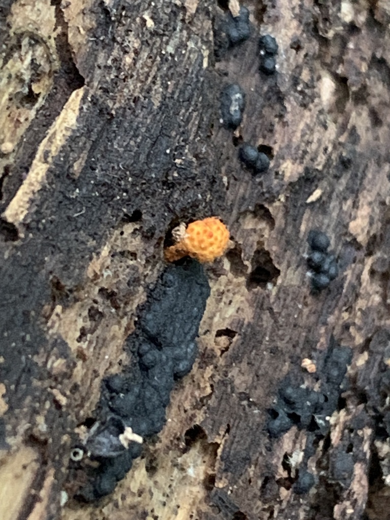 Ophiocordyceps variabilis from Hoosier National Forest, Paoli, IN, US ...