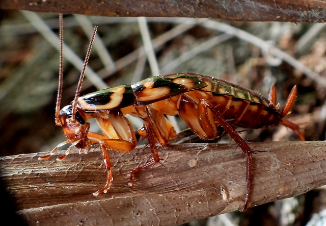 Australian Cockroach from Campo Nuevo, Xalapa-Enríquez, Ver., México on ...