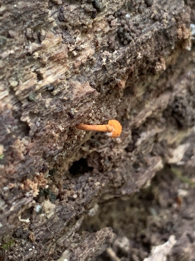 Ophiocordyceps variabilis from Hoosier National Forest, Paoli, IN, US ...