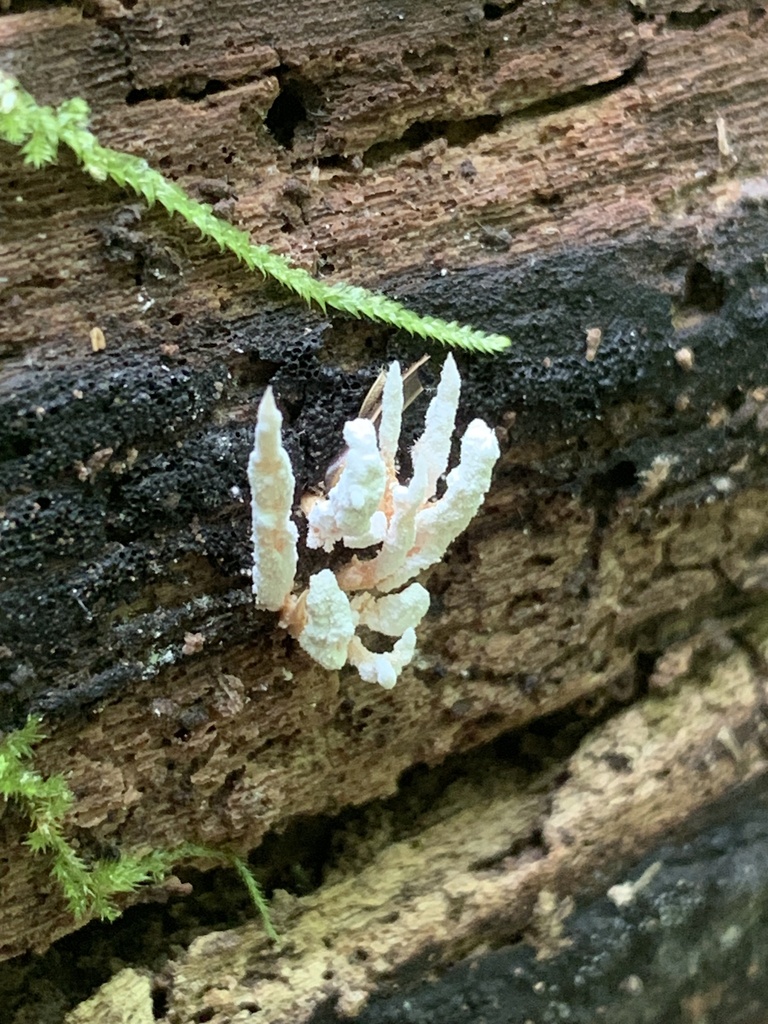 Cordycipitaceae from Hoosier National Forest, Paoli, IN, US on June 22 ...