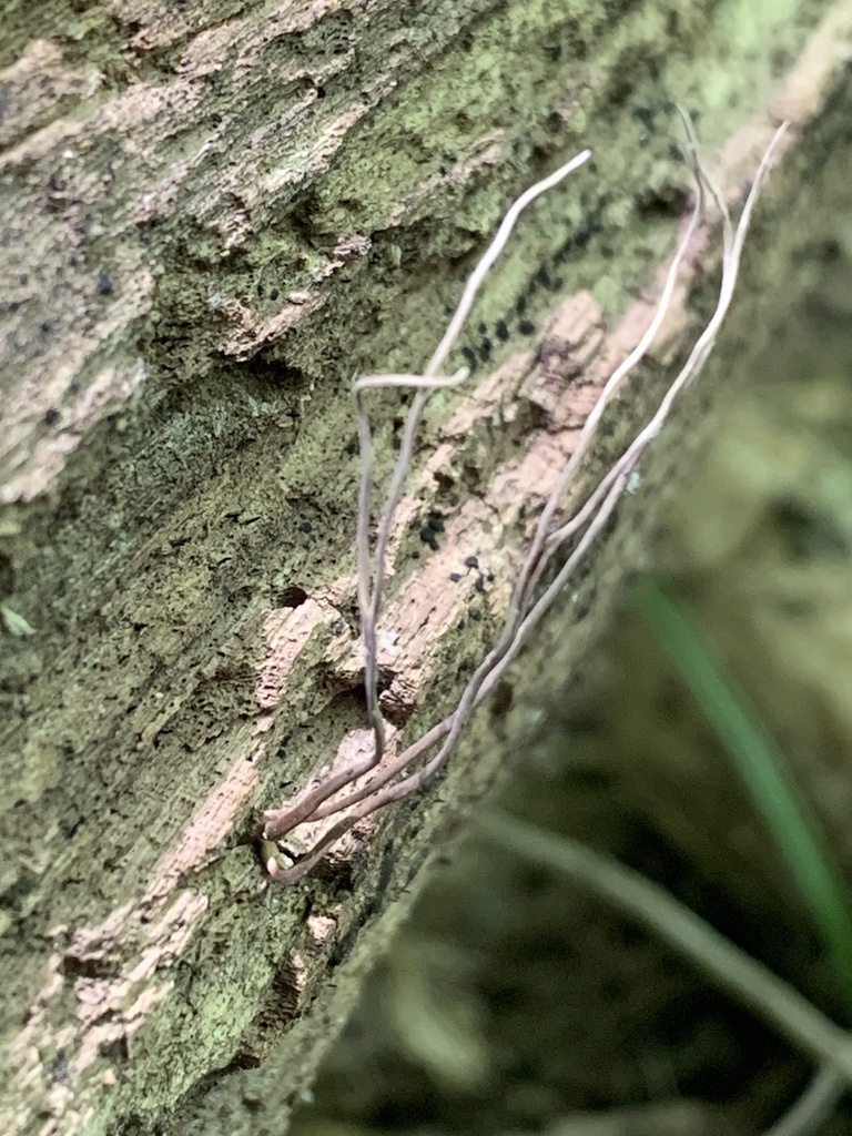 Ophiocordyceps from Hoosier National Forest, Paoli, IN, US on June 22 ...