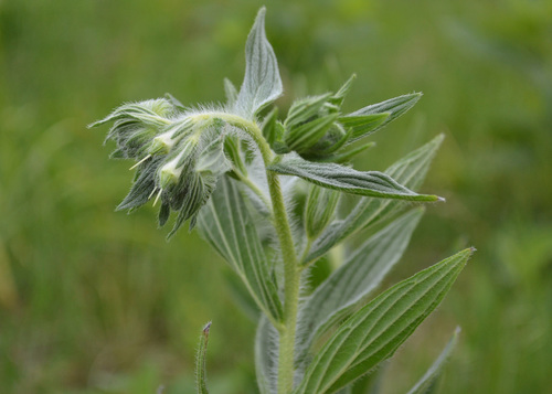 False Gromwell (Onosmodium molle) · iNaturalist