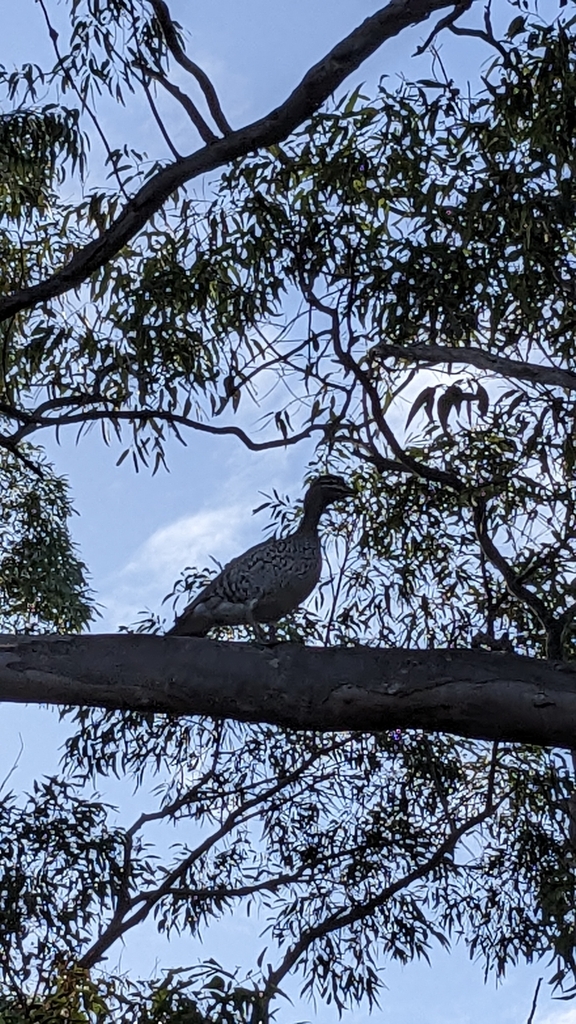 Australian Wood Duck from Galston NSW 2159, Australia on June 23, 2024 ...