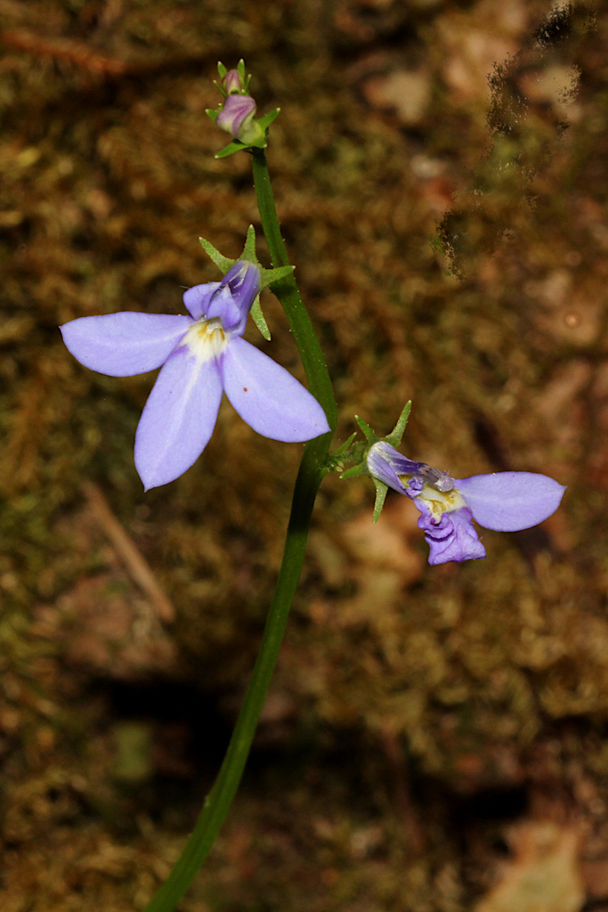 forest lobelia from Elaman Creek QLD 4552, Australia on November 14 ...