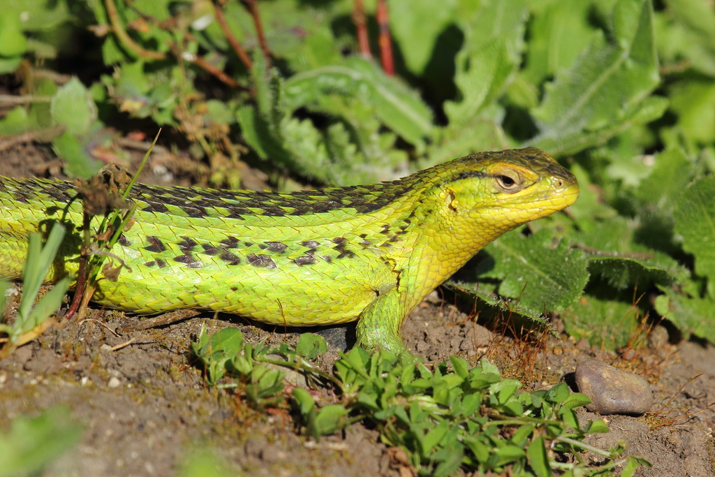 Chilean Tree Iguana (Liolaemus chiliensis) - Snakes and Lizards