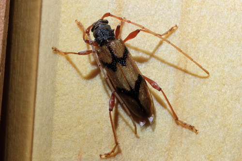 Genus Phymatioderus · iNaturalist