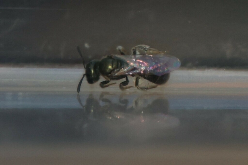 Lasioglossum from Montgomery County, US-MD, US on June 22, 2024 at 11: ...