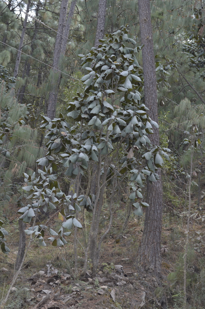 (Quercus urbani) - Botanical Realm