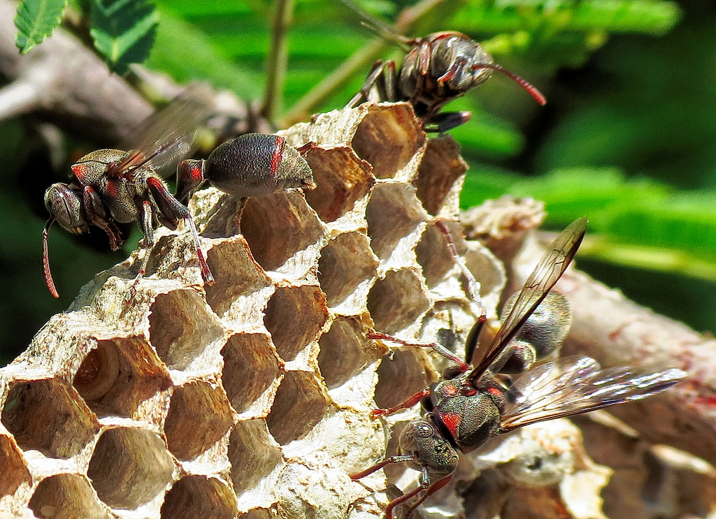 Small Paper Wasps (Hymenoptera of the British Indian Ocean Territory ...