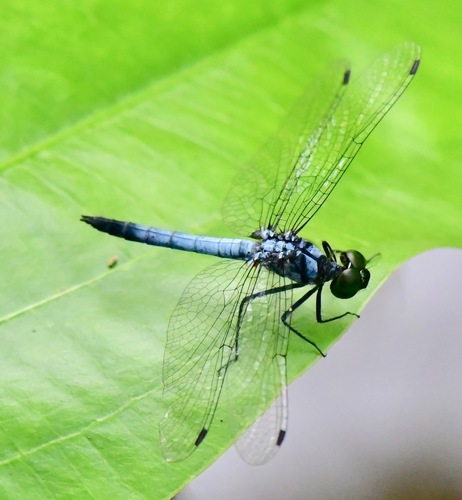 Chalybeothemis chini · iNaturalist