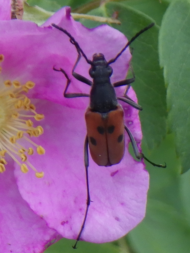 Dimorphic Flower Longhorn Beetle from Spokane County, WA, USA on June ...