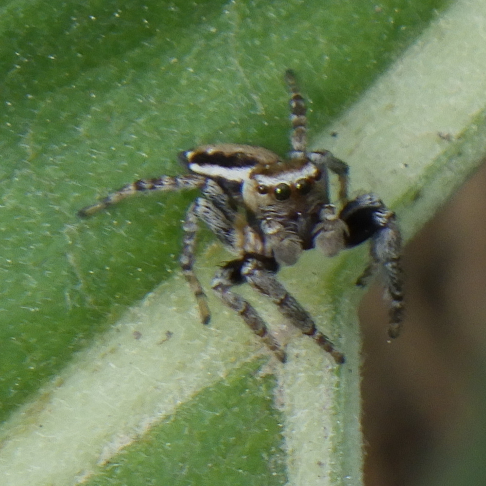 Proszynski's Jumping Spider from Spokane County, WA, USA on June 22 ...