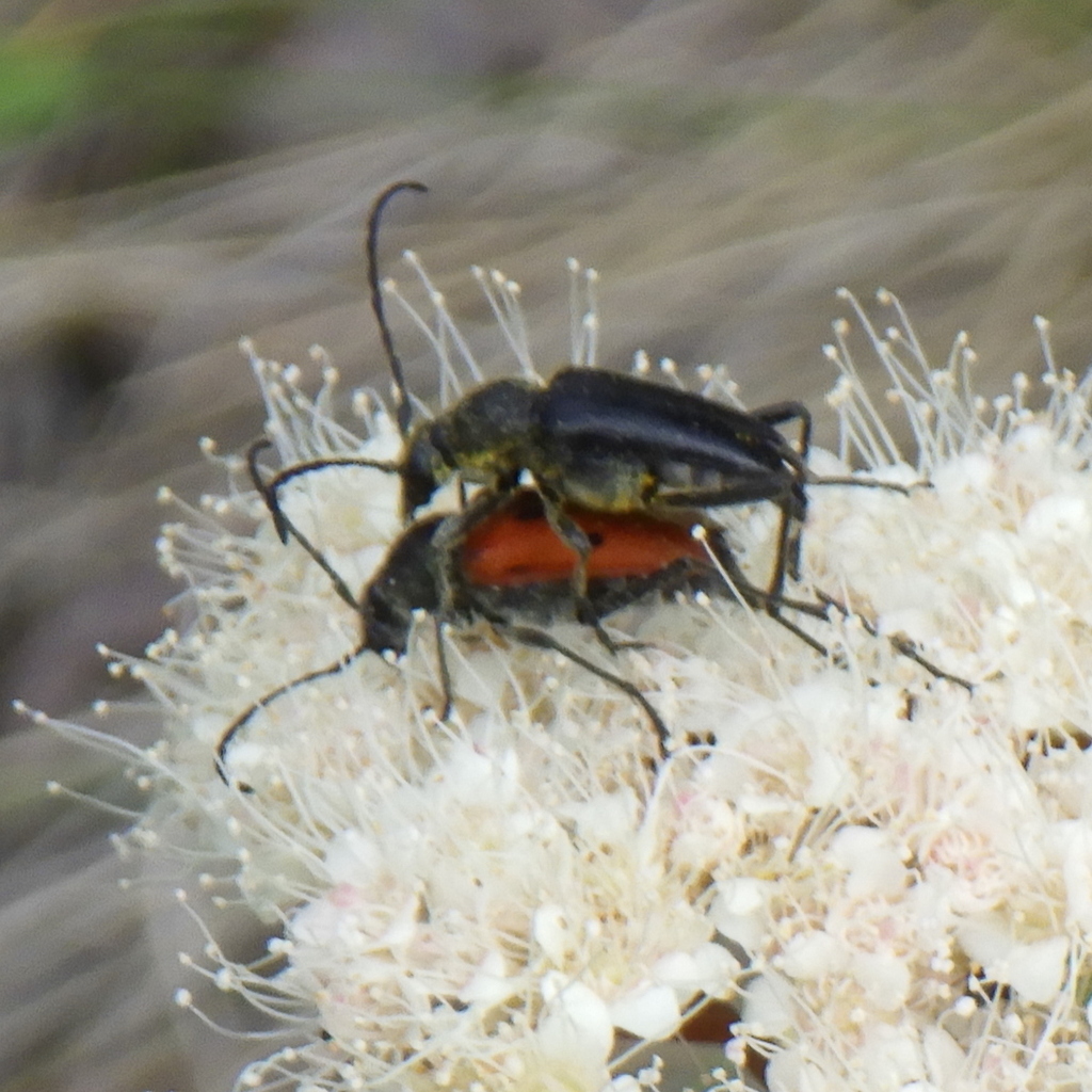 Dimorphic Flower Longhorn Beetle from Spokane County, WA, USA on June ...