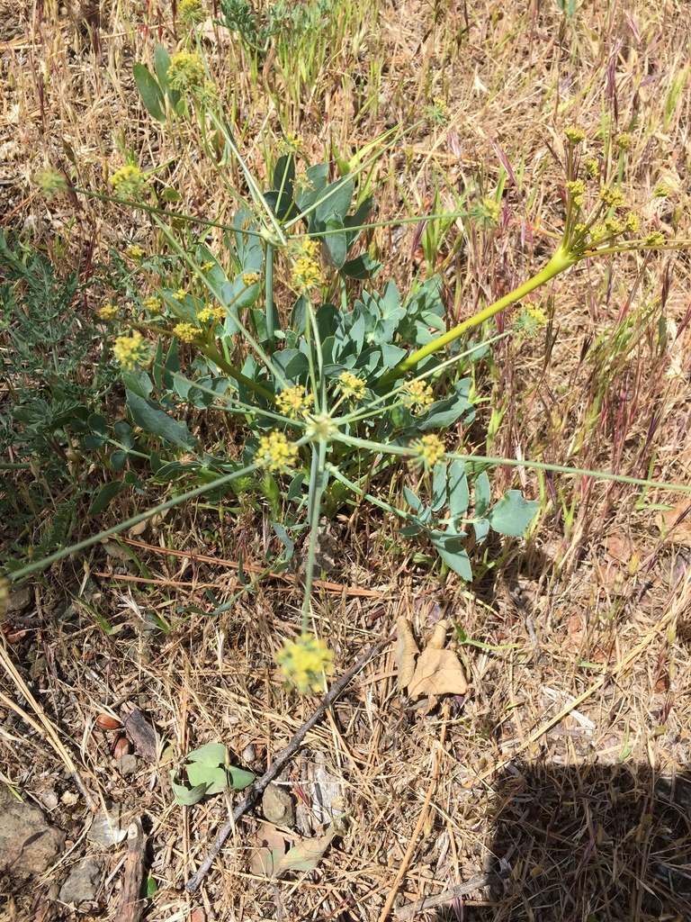 Barestem Biscuitroot from Mount Diablo, Clayton, CA, US on May 23, 2019 ...