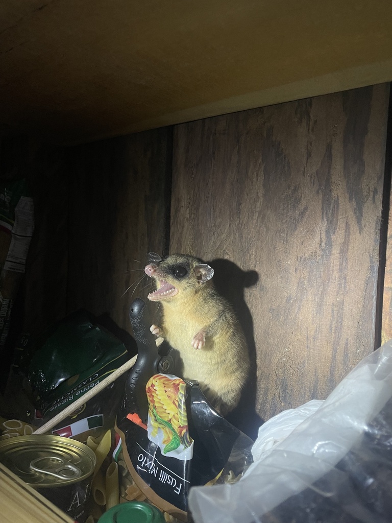 Slender Opossums from El Cerrito, El Cerrito, Valle Del Cauca, CO on ...